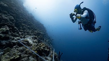 New 'grumpy' fish species discovered in the Red Sea | Offbeat News ...