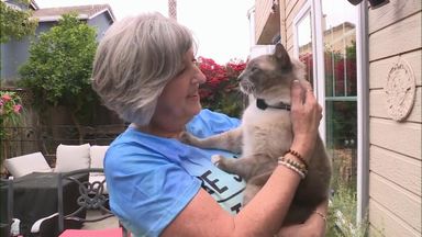 Yellowstone cat: Missing cat found after travelling 900 miles | News UK ...