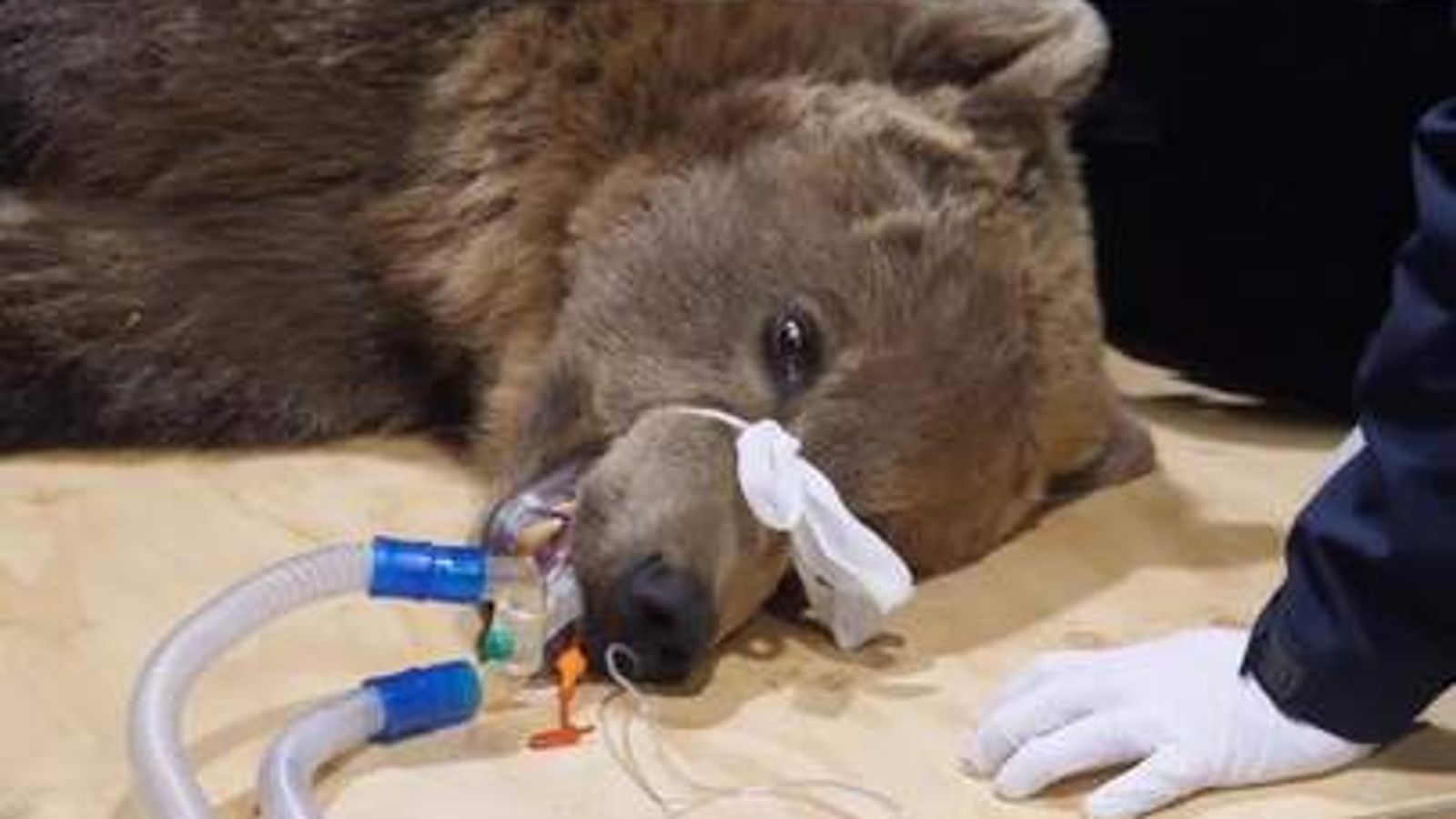 Boki the bear undergoes pioneering brain surgery | UK News | Sky News