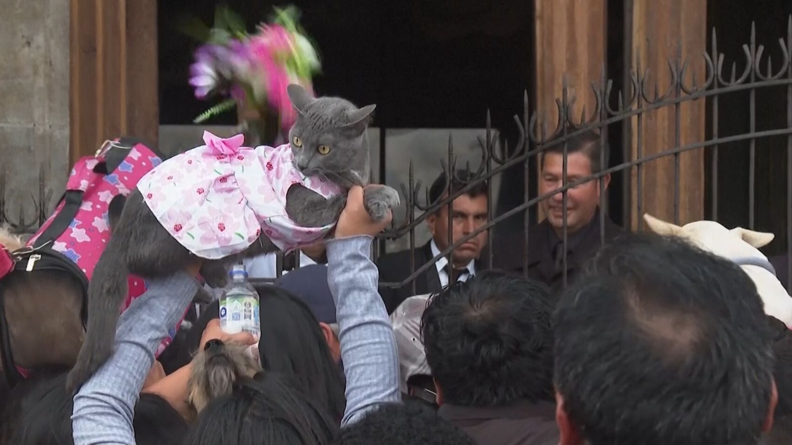 Pets receive Catholic blessing in Ecuador | World News | Sky News