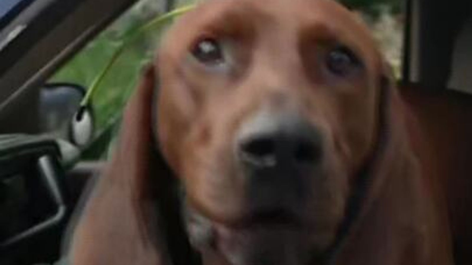 Hurricane Milton: Sky's James Matthews talks to Floridians (and a dog ...