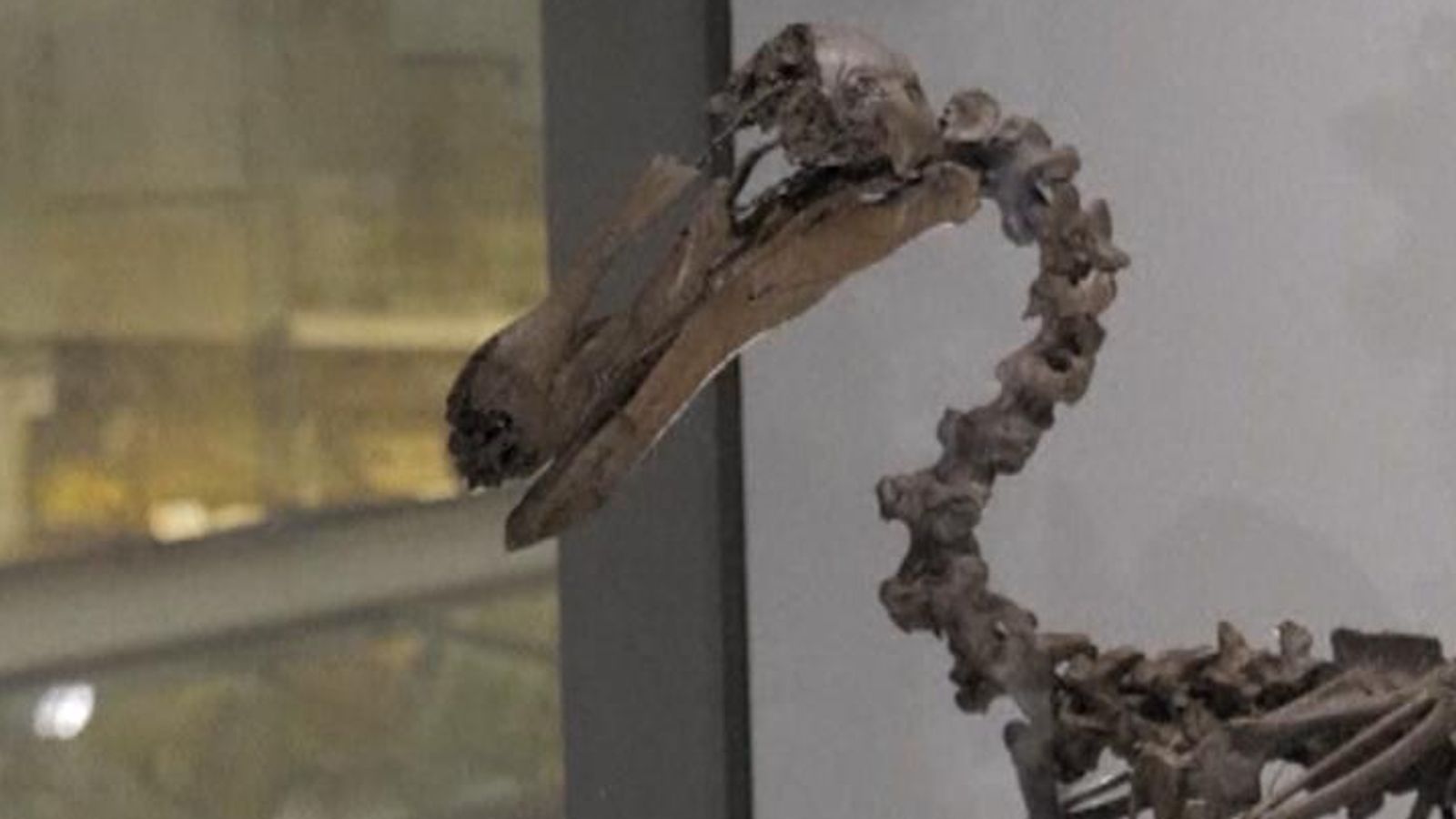 AI: Now you can chat with a dodo skeleton in a Cambridge museum ...