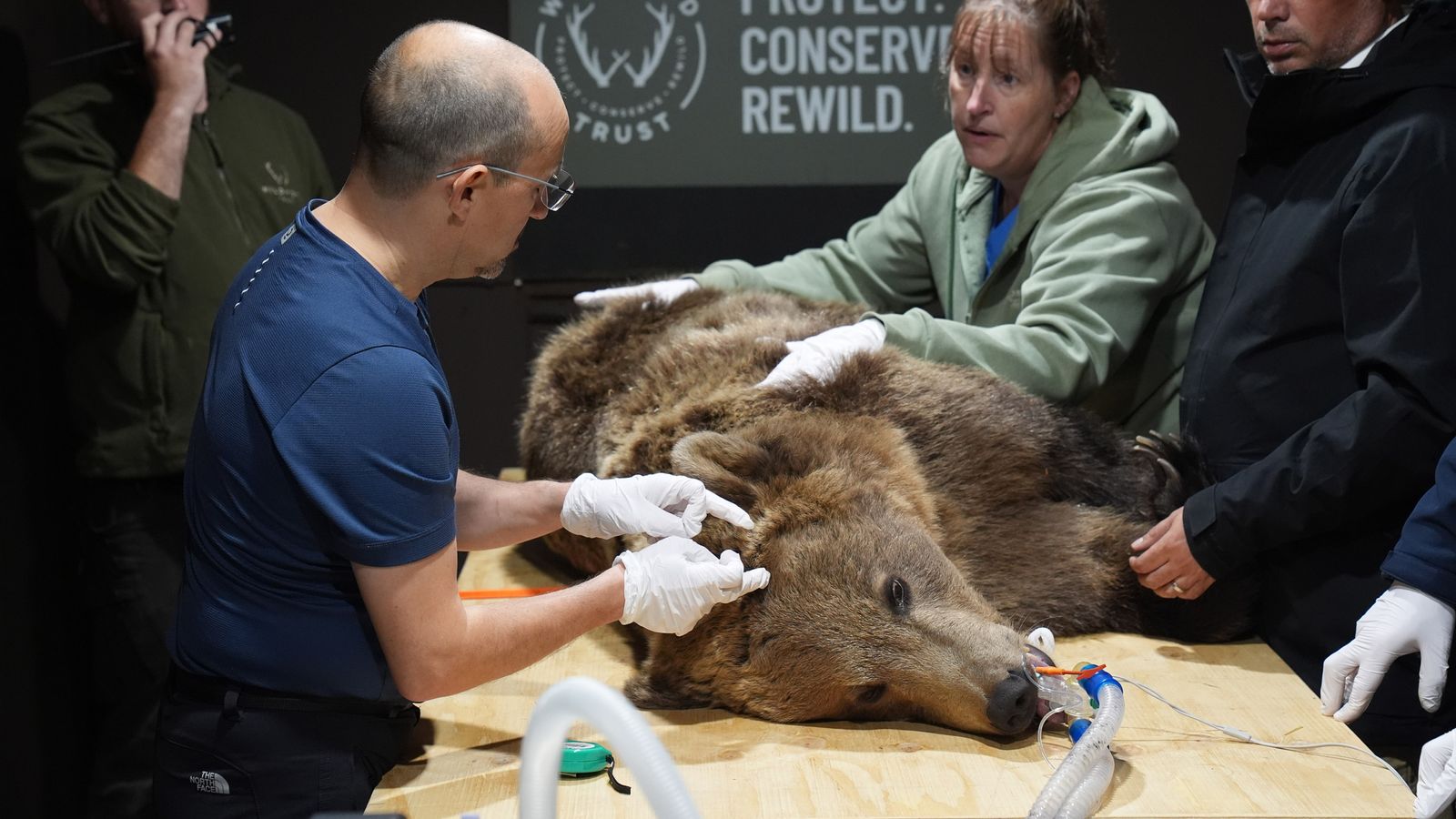 Boki the bear having pioneering surgery to drain fluid from skull and ...
