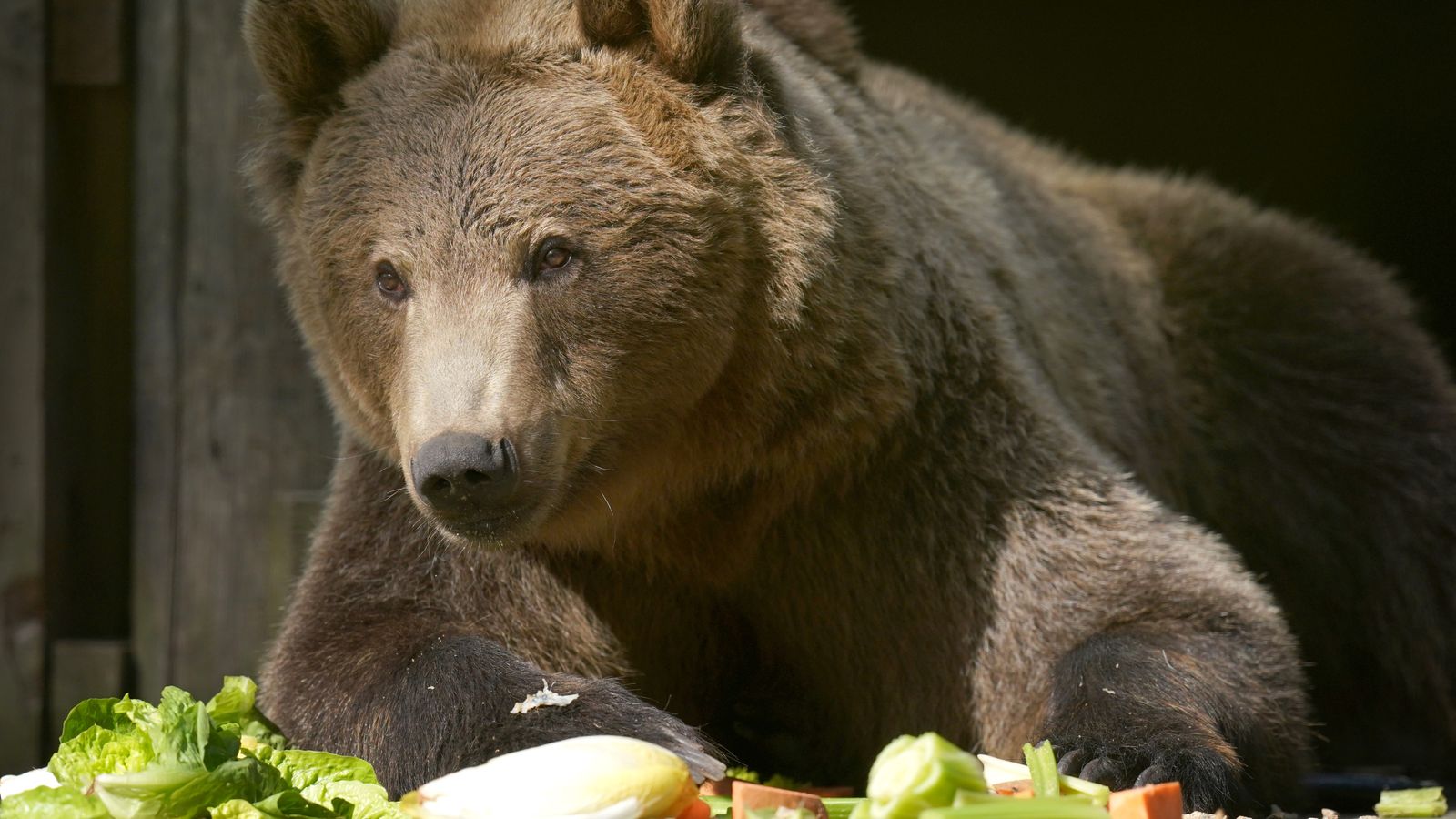 Boki the bear having pioneering surgery to drain fluid from skull and ...