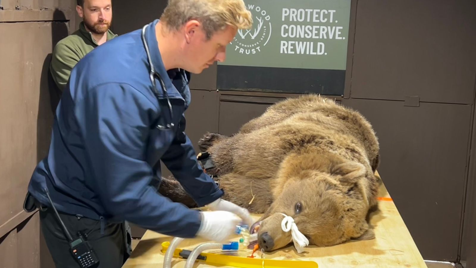 Boki the bear having pioneering surgery to drain fluid from skull and ...