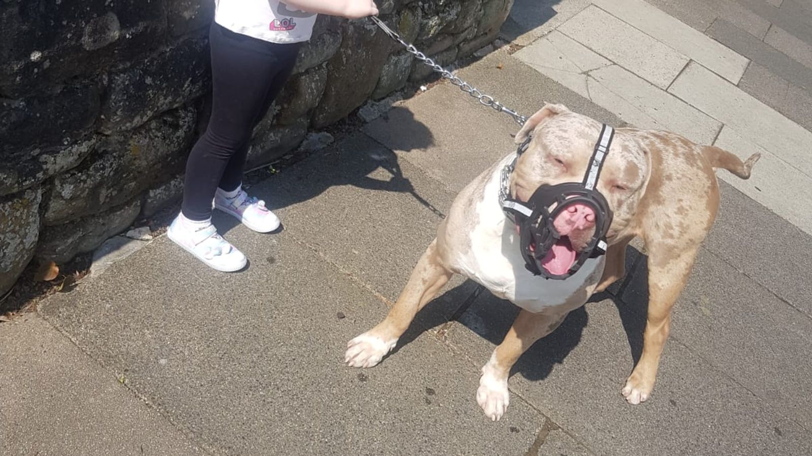 Lancashire Police apologises after family's XL bully put down due to ...