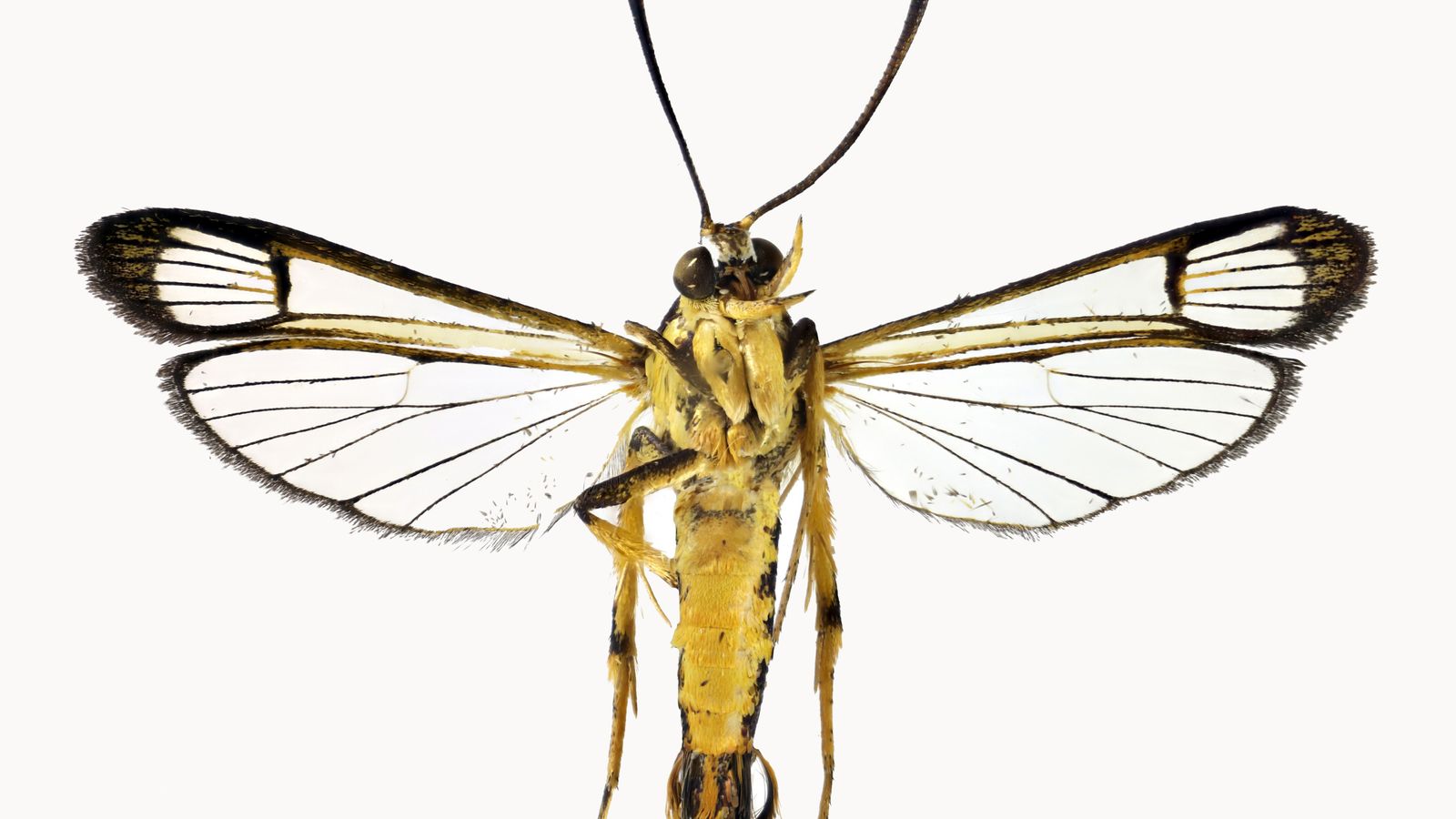 Moth species found in Wales had travelled from South American jungle | UK News | Sky News