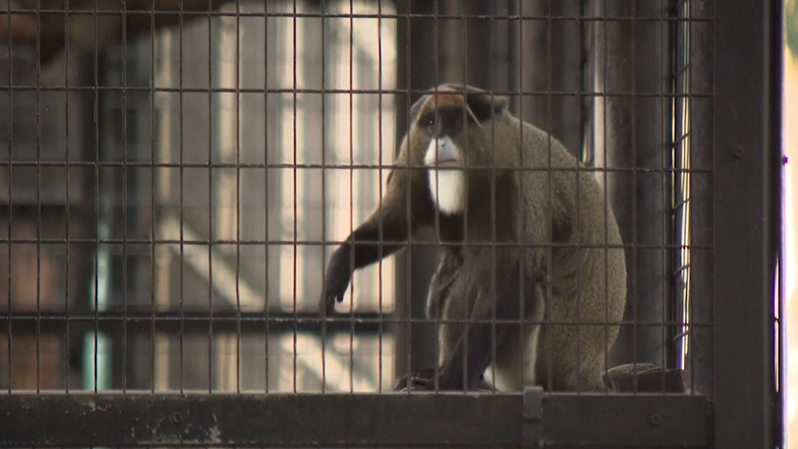 Officials uncover cause of death of nine monkeys who died in two days ...