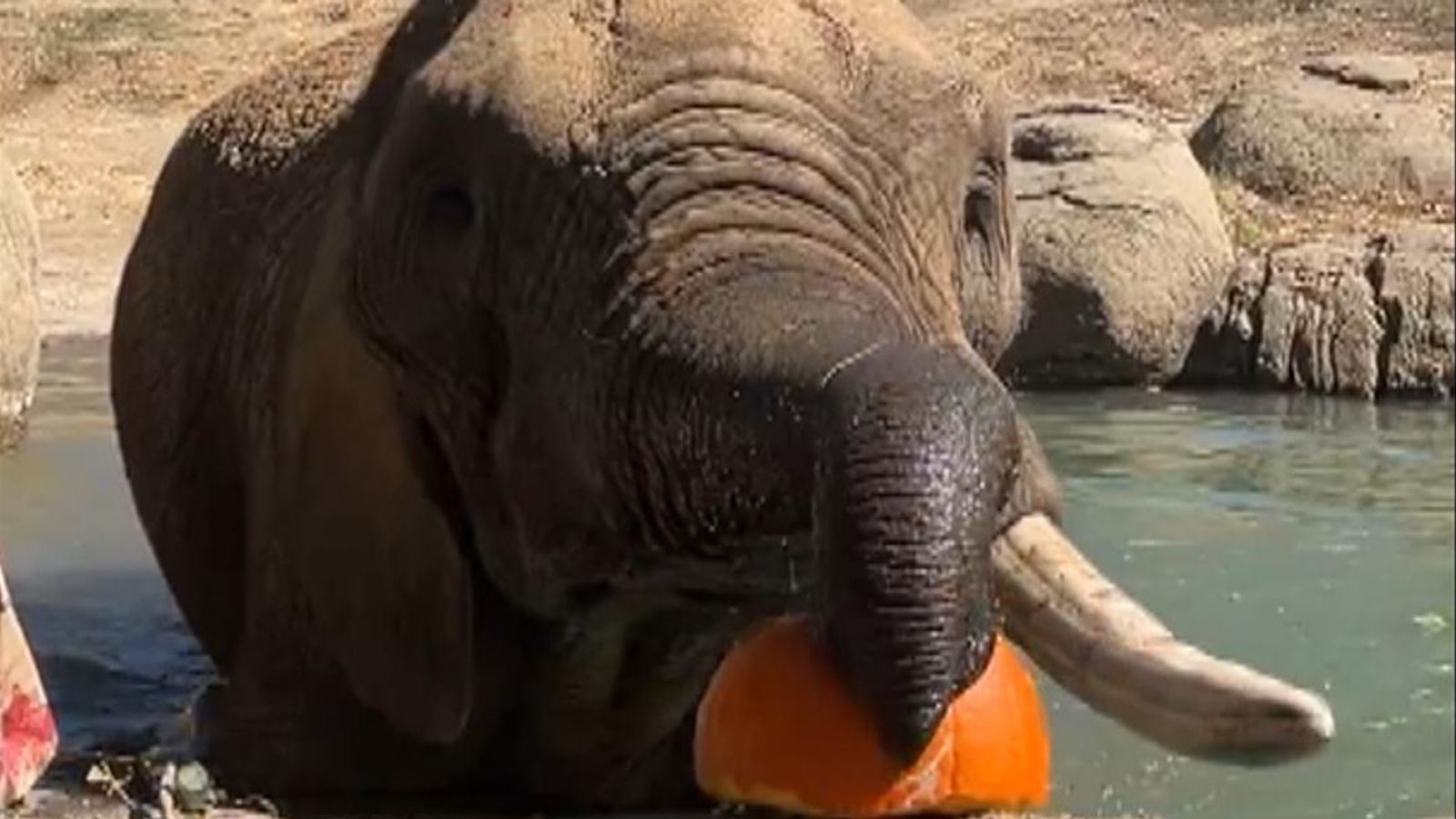 Oakland Zoo: 30-year-old elephant devours pumpkin in one bite | News UK Video News | Sky News