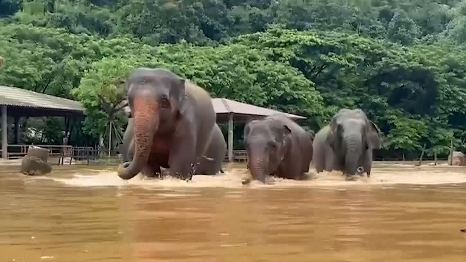 Hundreds of animals evacuated as flash floods sweep through Thailand | World News | Sky News