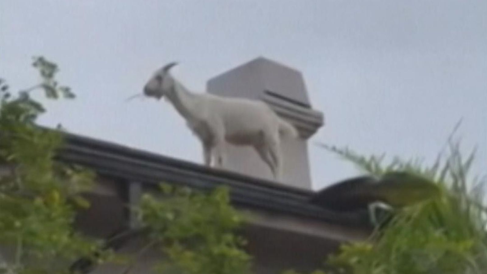Goat climbs on California rooftop for some tasty leaves | Offbeat News ...