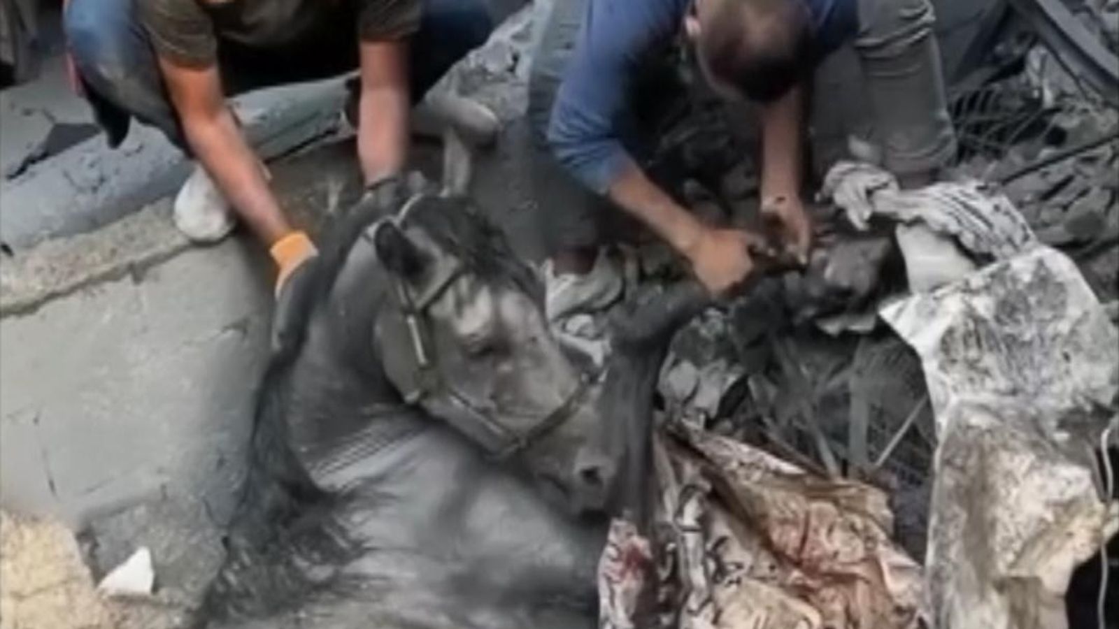 Horse pulled from rubble of destroyed building by rescue workers in ...