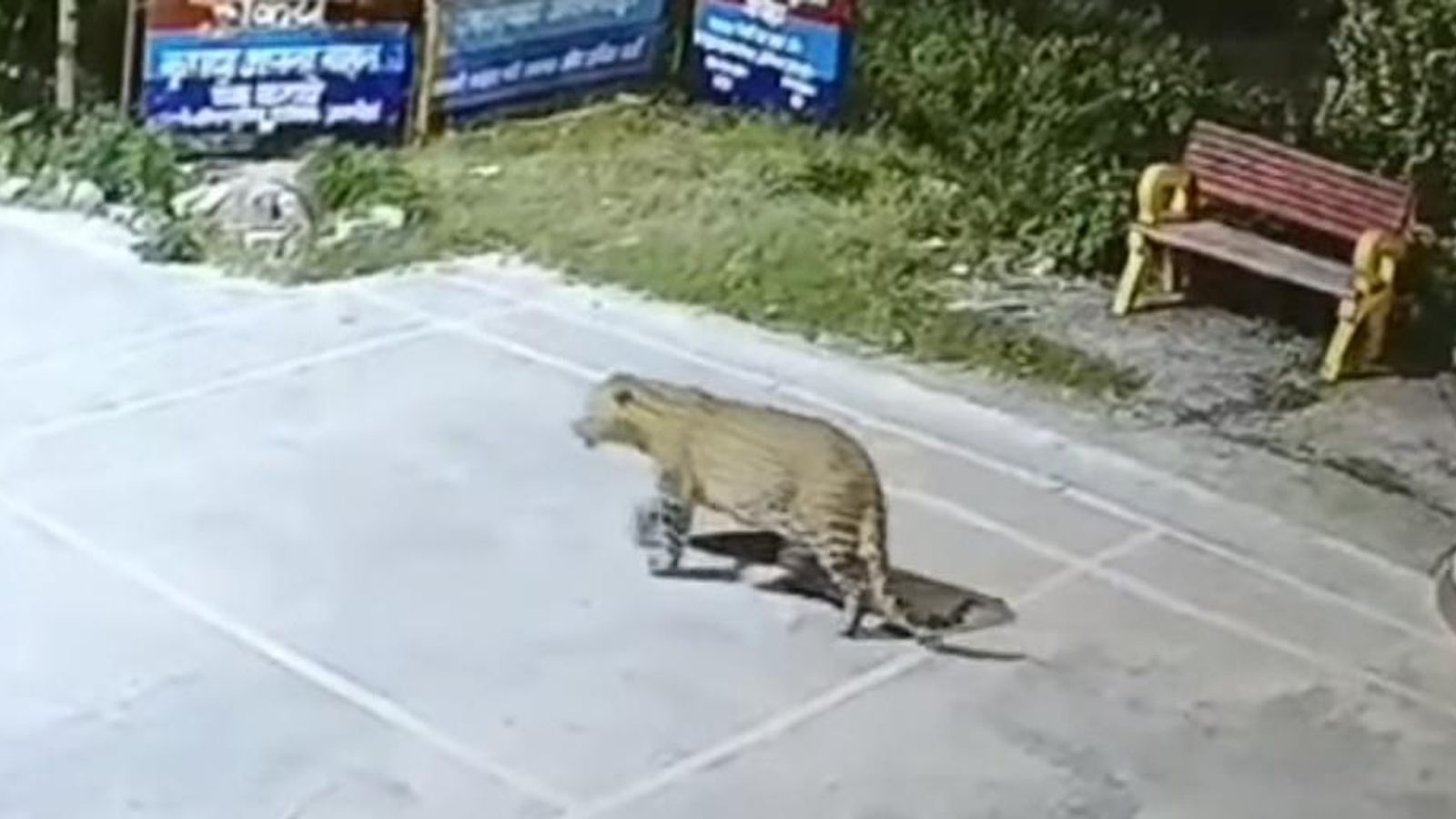 India: Moment CCTV captures leopard strolling past police station ...