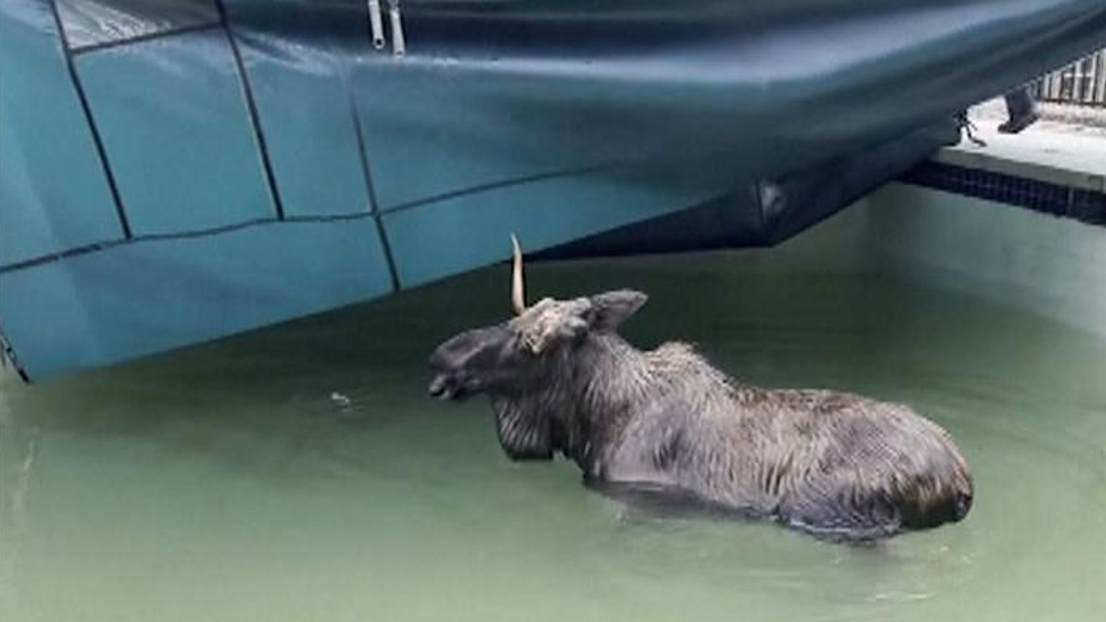 Police rescue moose trapped in New Hampshire swimming pool | US News ...