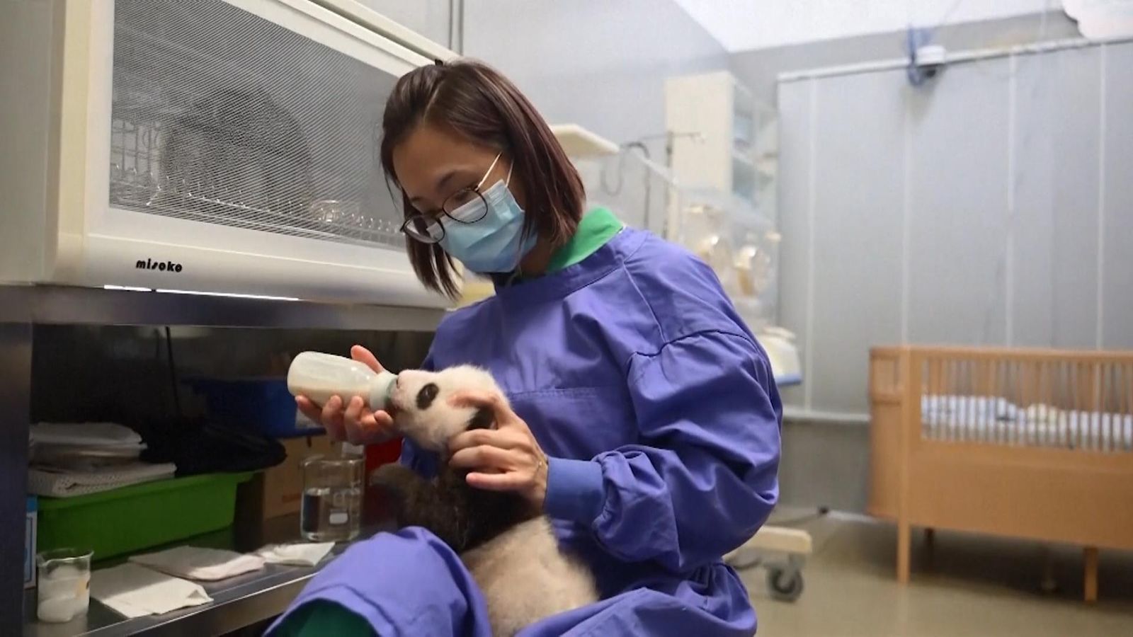 Panda cubs bring hope to conservationists in Hong Kong | News UK Video ...