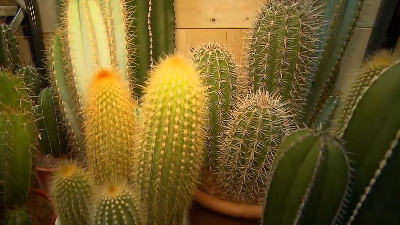 German town bans the cactus from all municipal buildings | Offbeat News ...