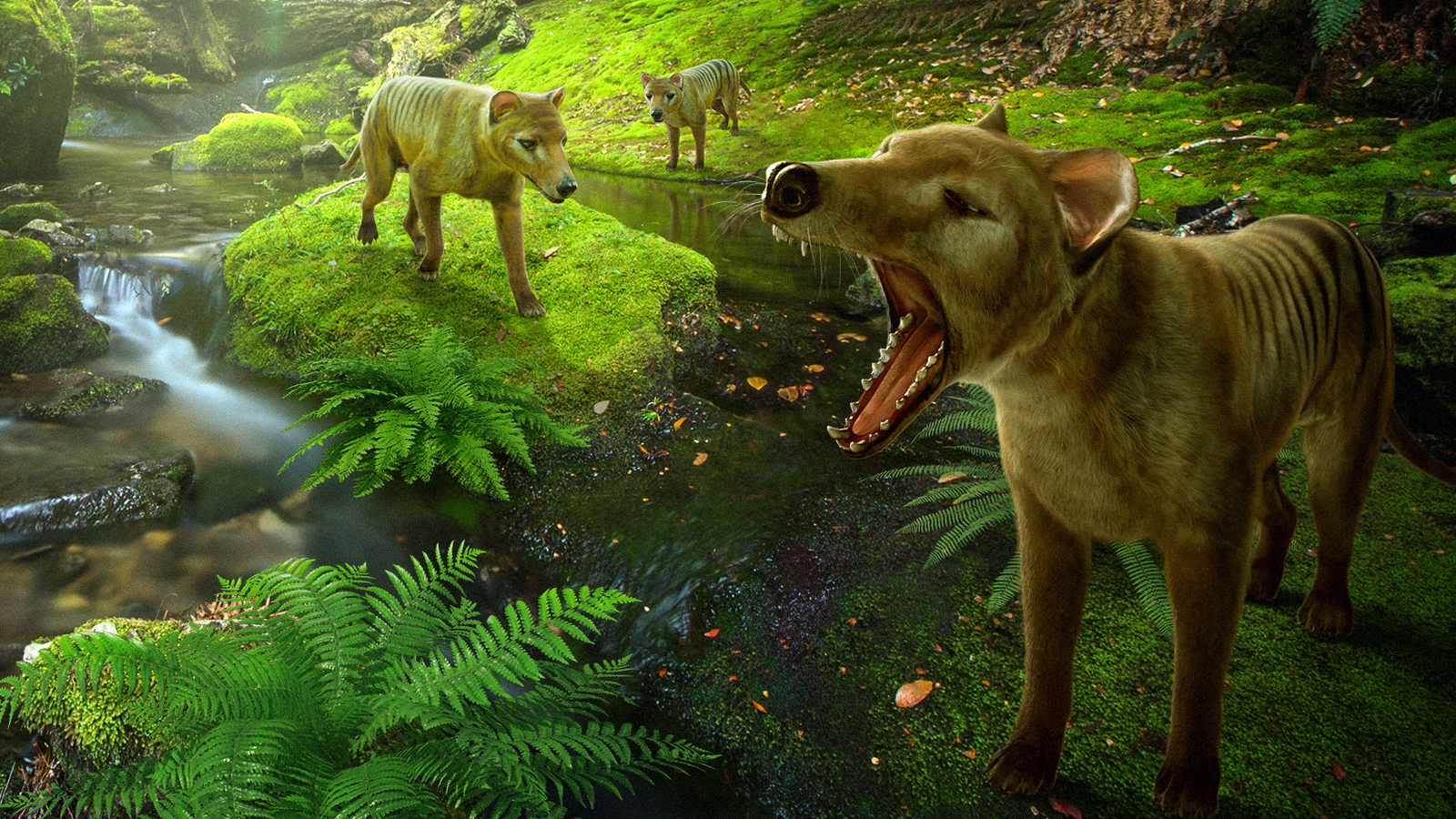 Scientists claim breakthrough to bringing back Tasmanian tiger from ...