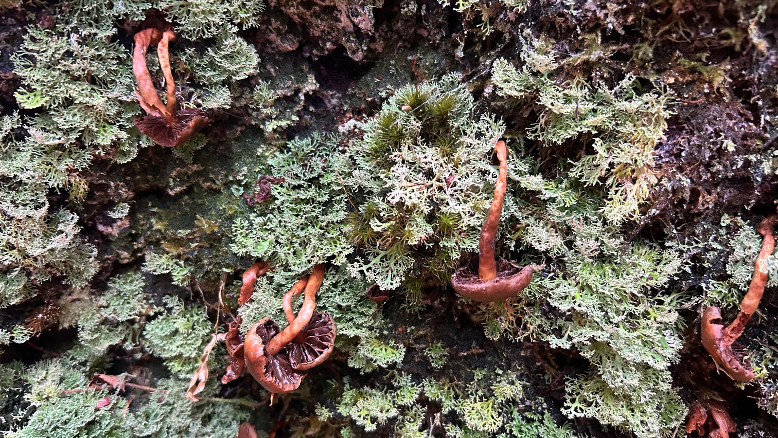 Ancient oak named after band Skipinnish wins UK Tree of the Year | UK ...