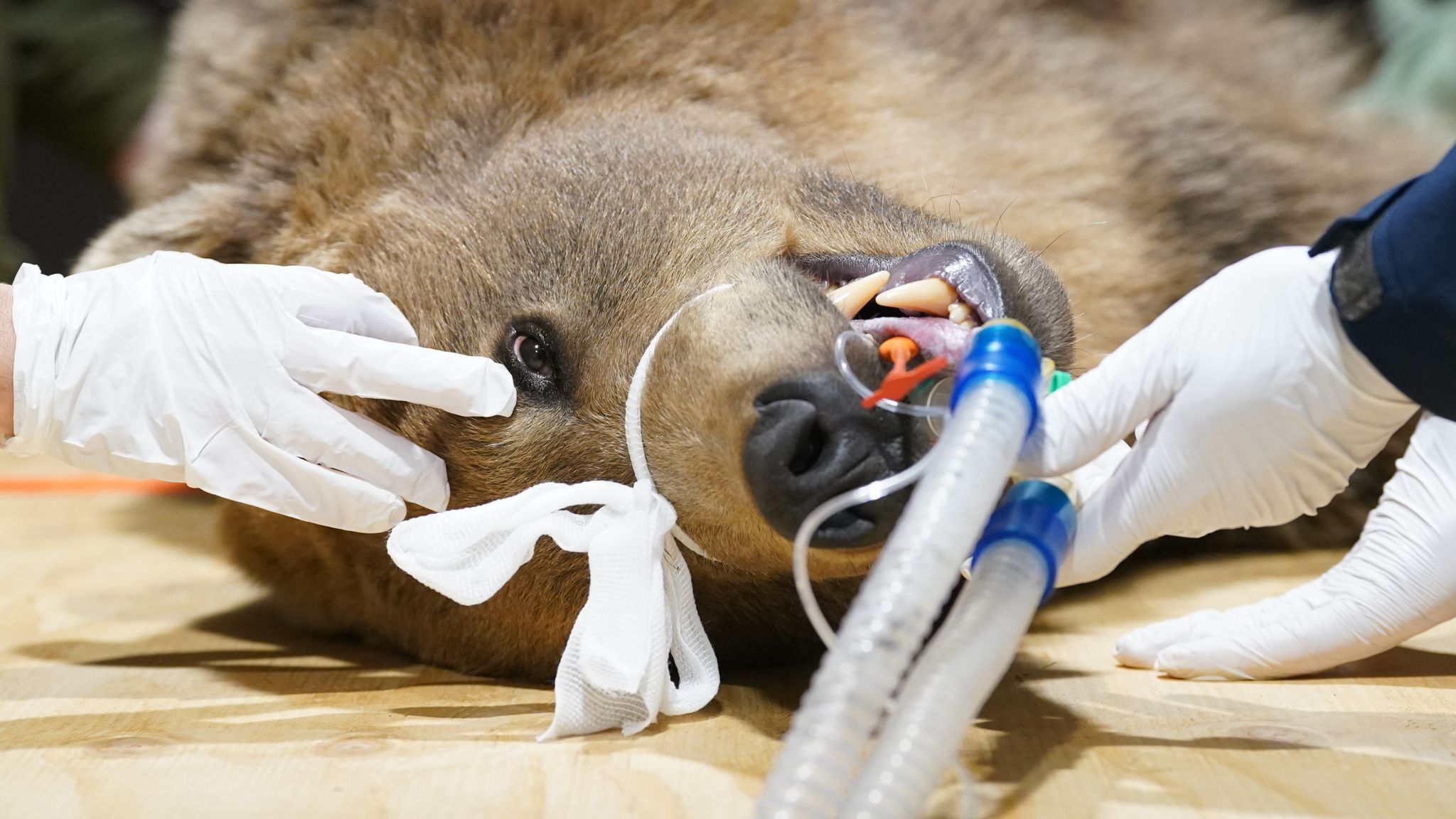 Boki the bear having pioneering surgery to drain fluid from skull and ...