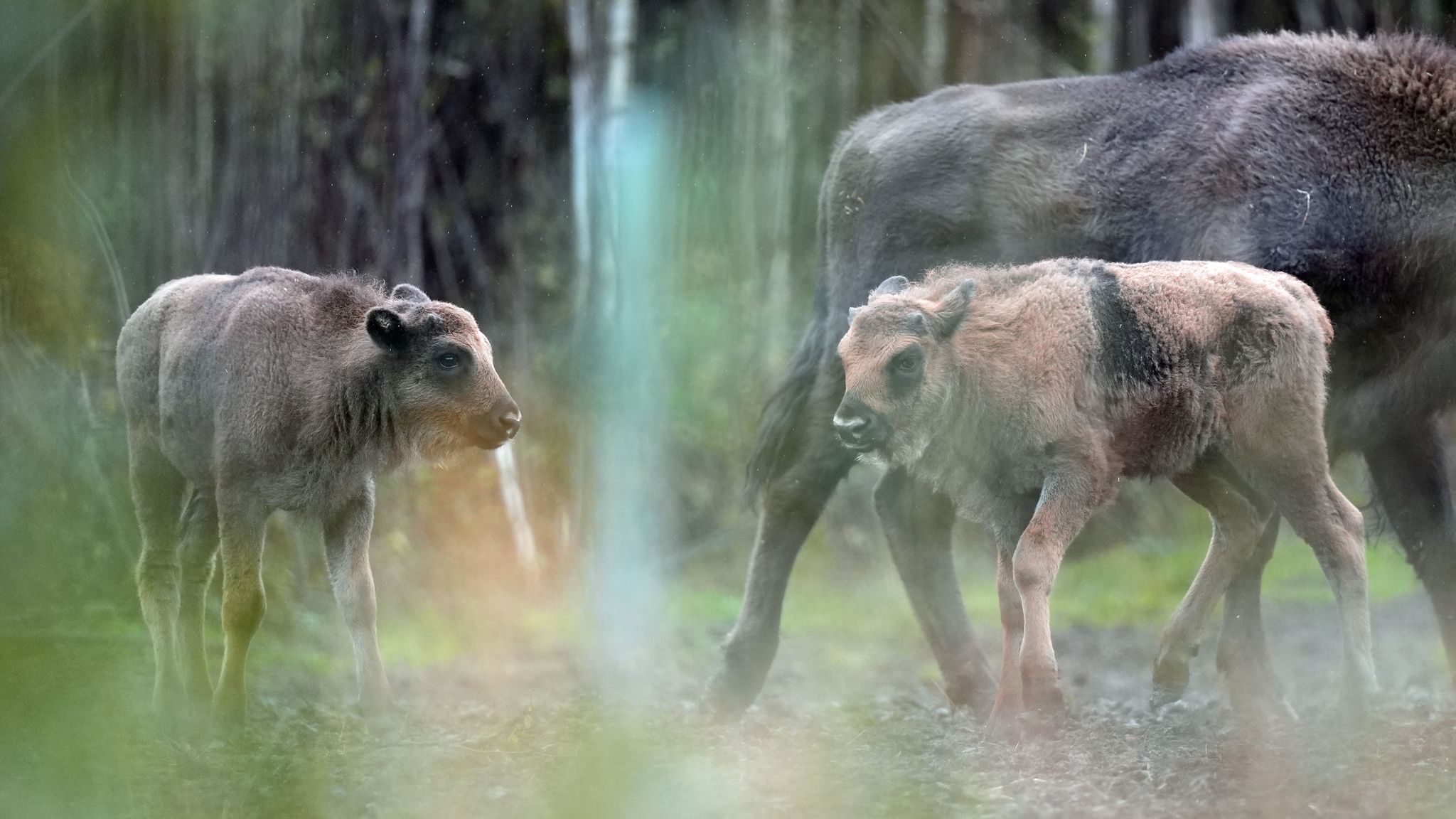 Two bison calves born in Kent, to ranger's 'absolute astonishment' | UK ...