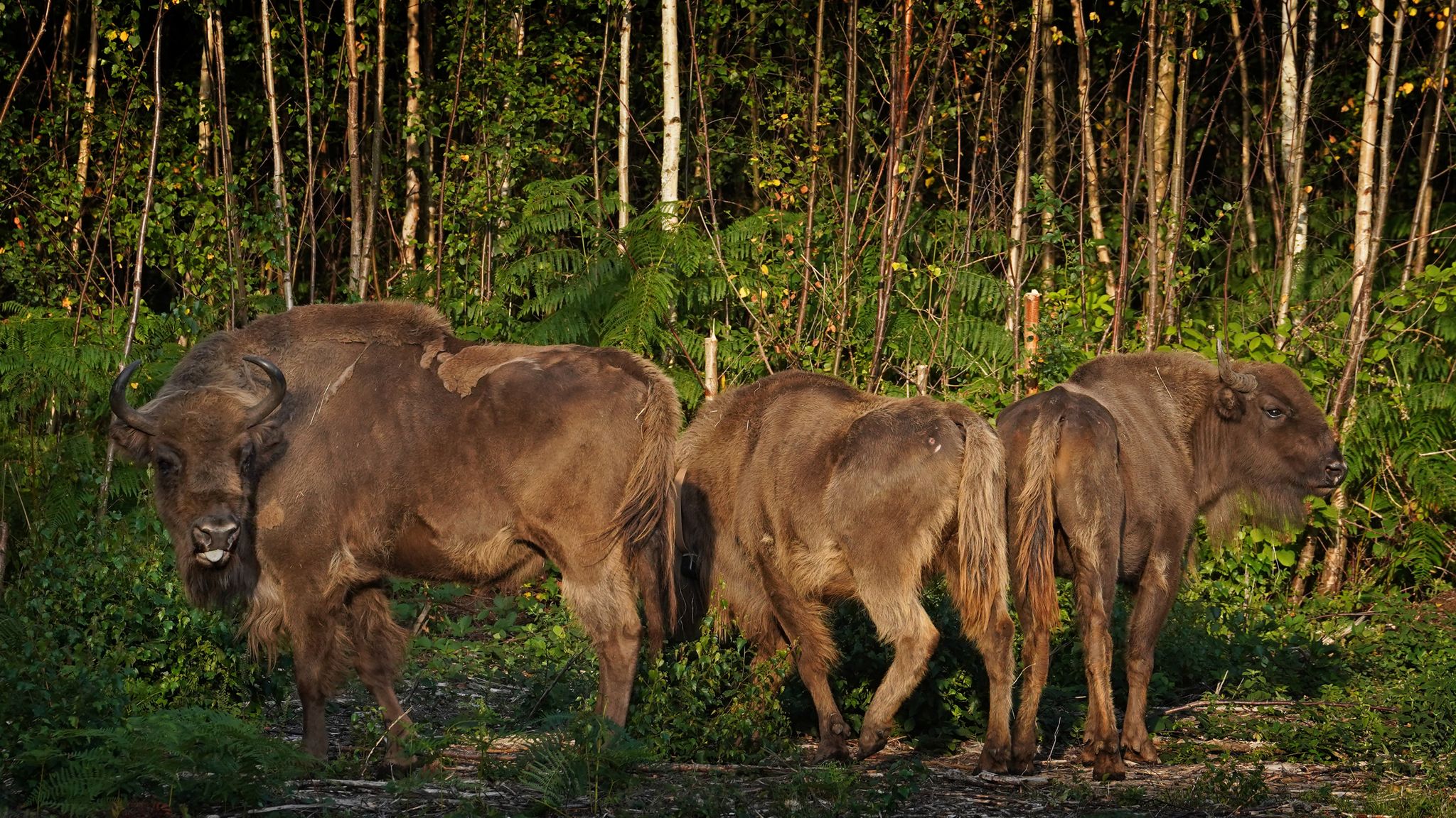 Two bison calves born in Kent, to ranger's 'absolute astonishment' | UK ...