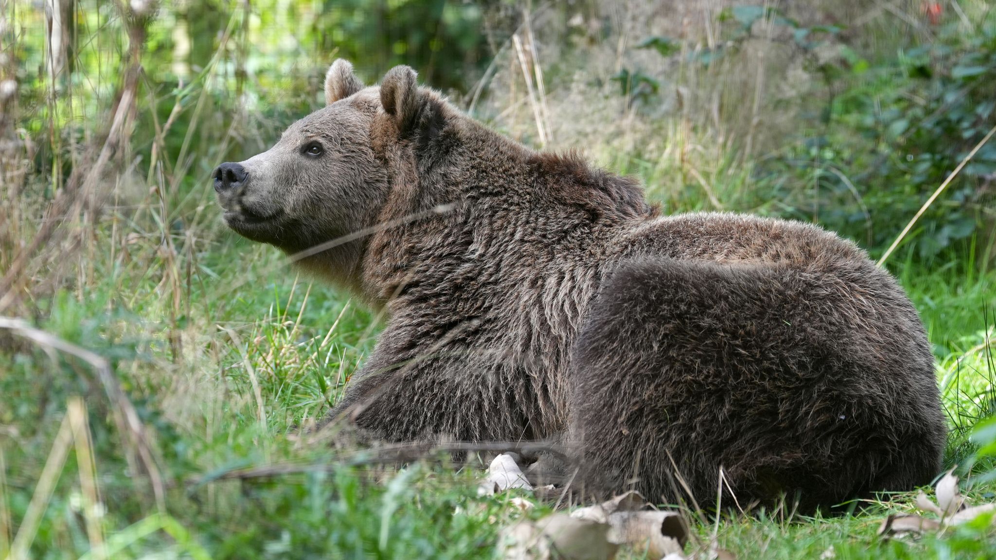 Boki the bear to have pioneering surgical procedure to empty fluid from ...