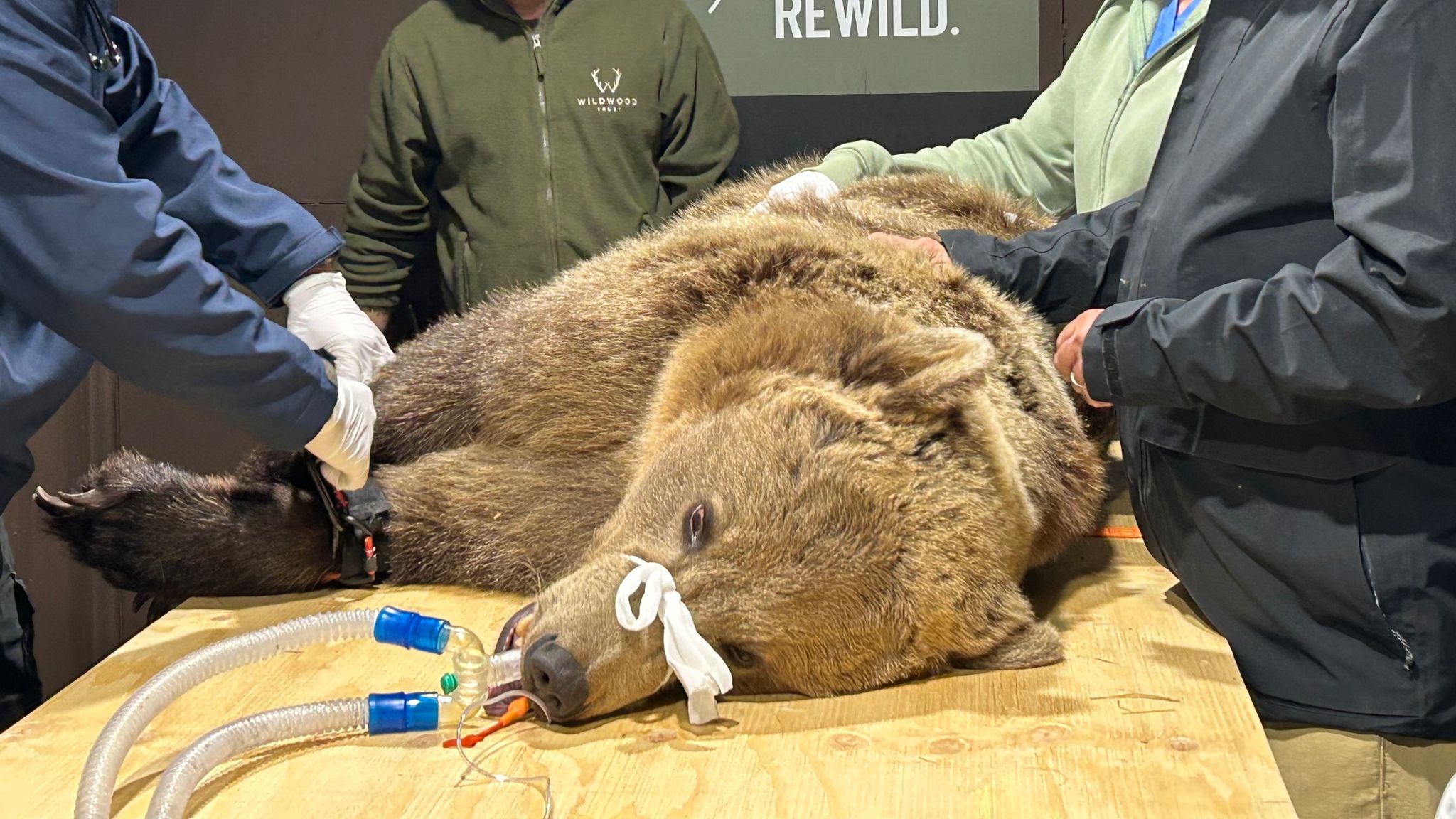 Boki the bear having pioneering surgery to drain fluid from skull and ...