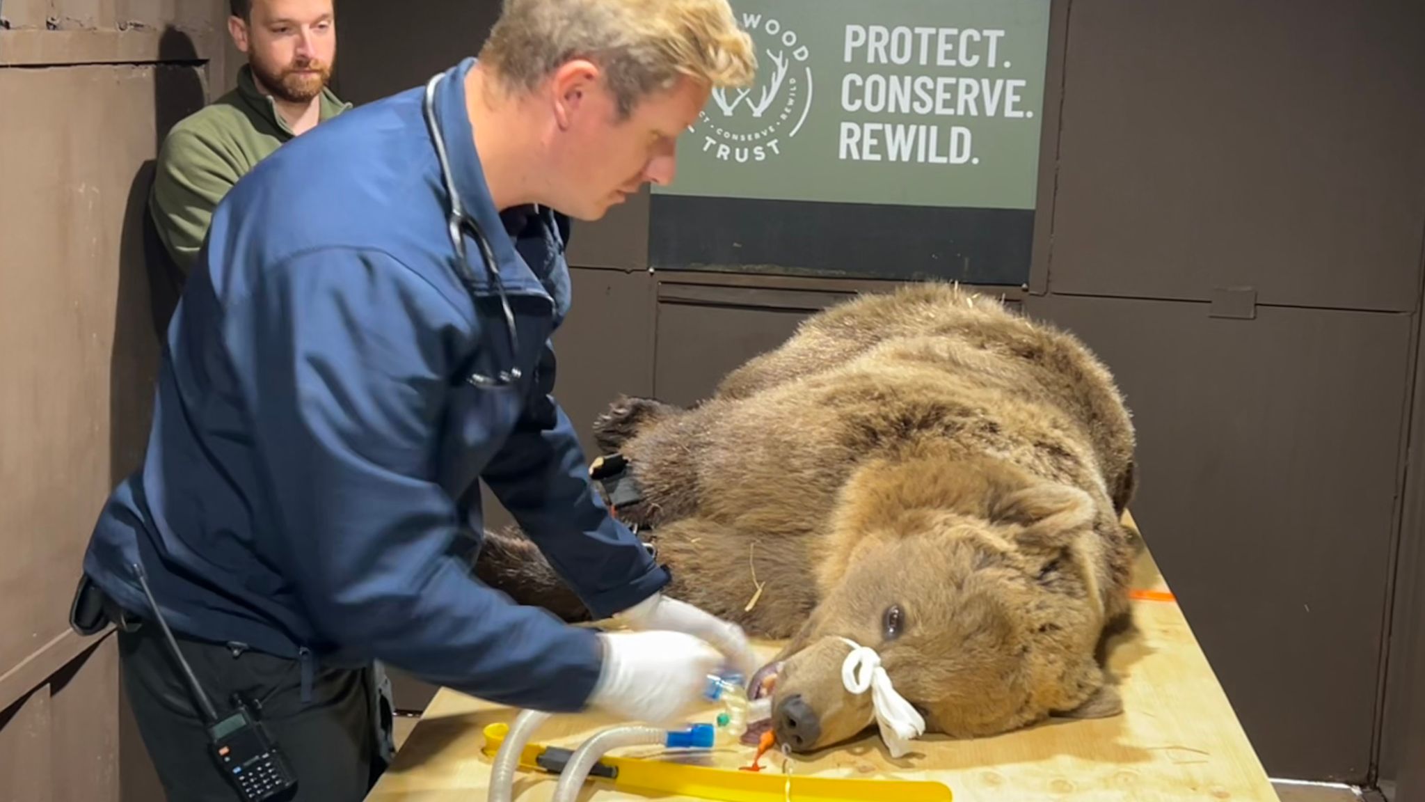 Boki the bear having pioneering surgery to drain fluid from skull and ...