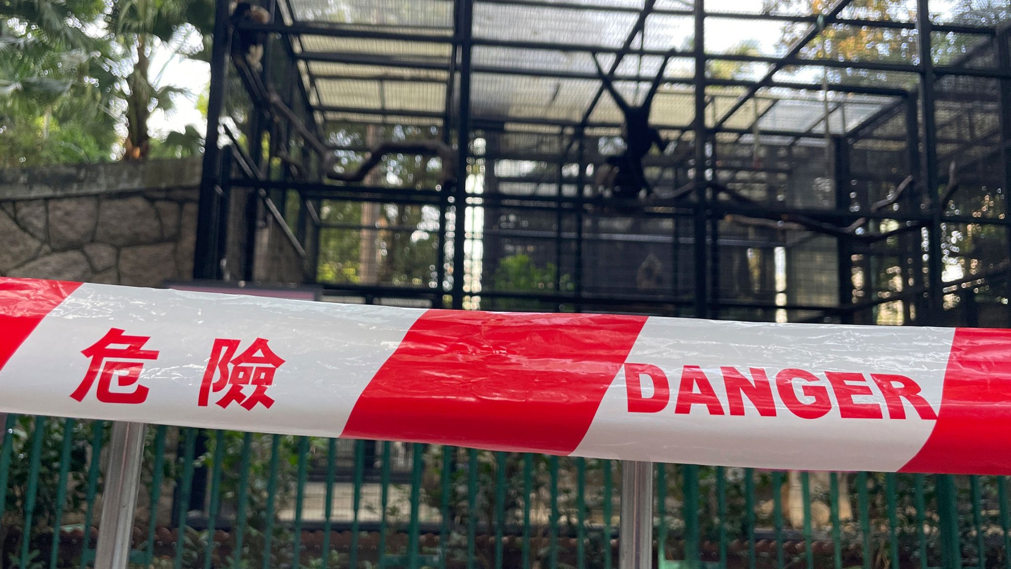 Officials uncover cause of death of nine monkeys who died in two days at Hong Kong zoo | World ...