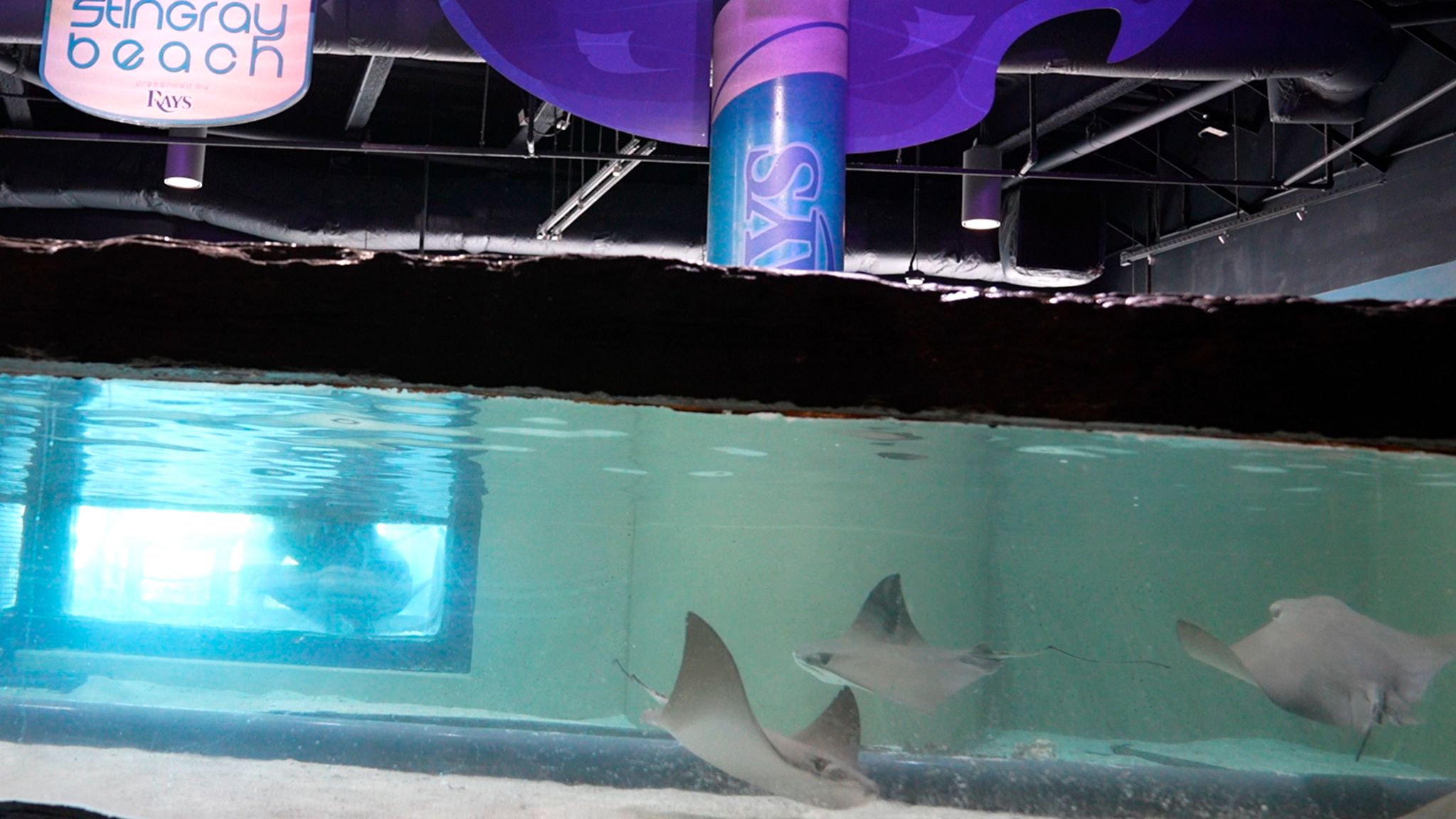 Stingrays moved to baseball stadium that was damaged during Hurricane Milton 'safely back home ...