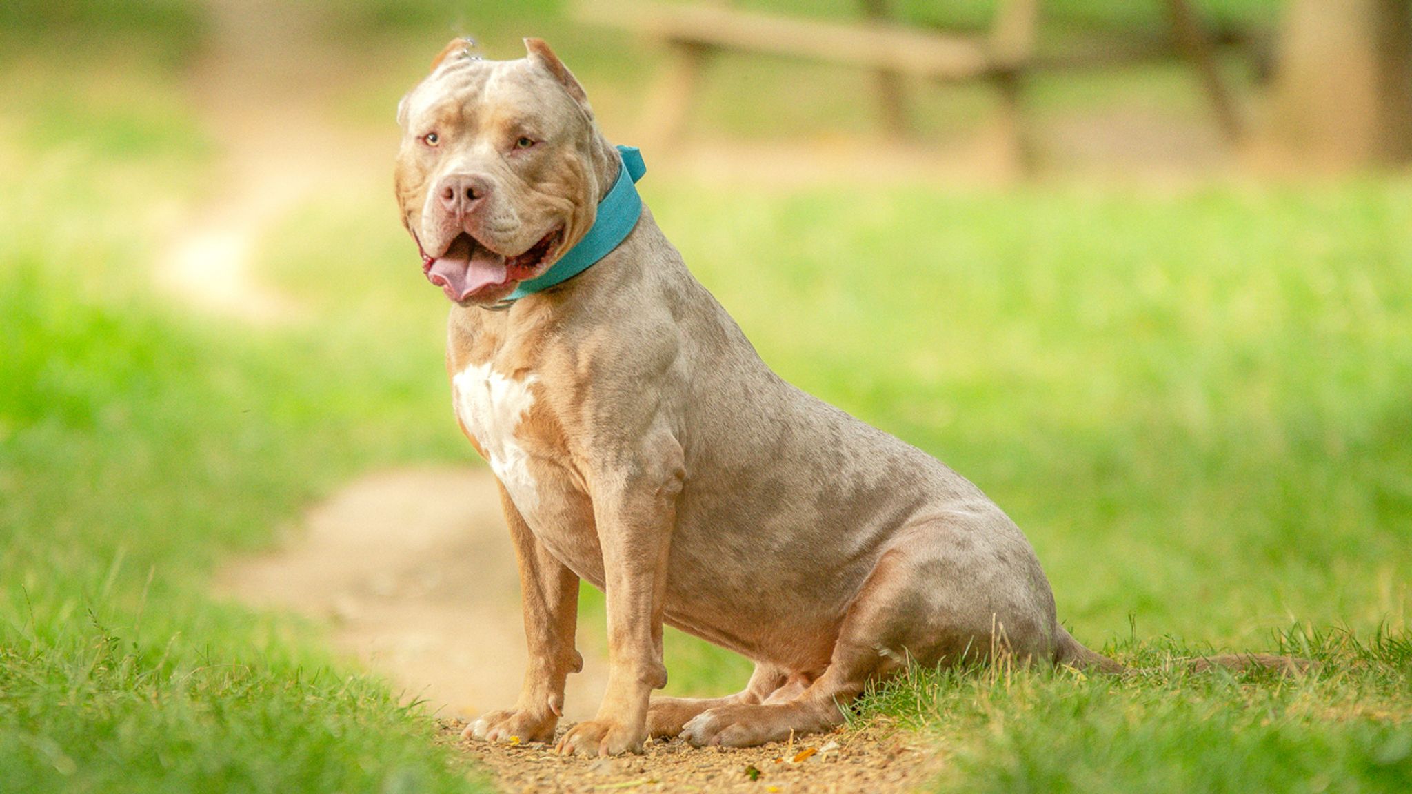 Two men arrested after XL bully dog fatally attacked in Slough | UK ...