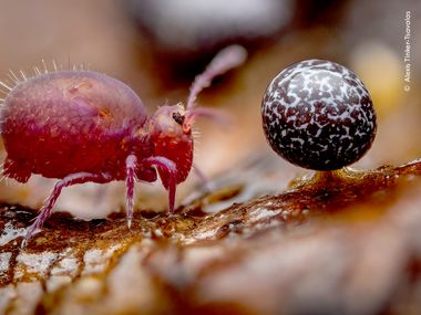 Wildlife Photographer Of The Year: Tadpoles take the top prize from ...
