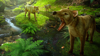 Scientists claim breakthrough to bringing back Tasmanian tiger from ...