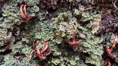 Ancient oak named after band Skipinnish wins UK Tree of the Year | UK ...