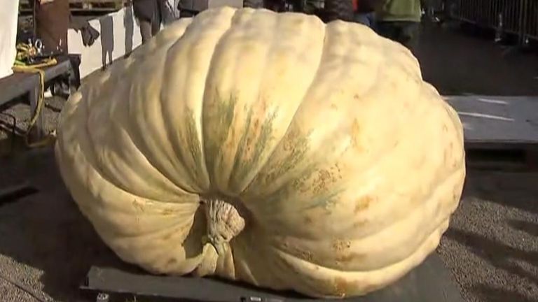 Exactly who has the heaviest pumpkin - Europe or the US? | Offbeat News ...