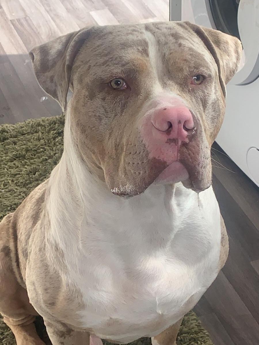 Lancashire Police apologises after family's XL bully put down due to ...