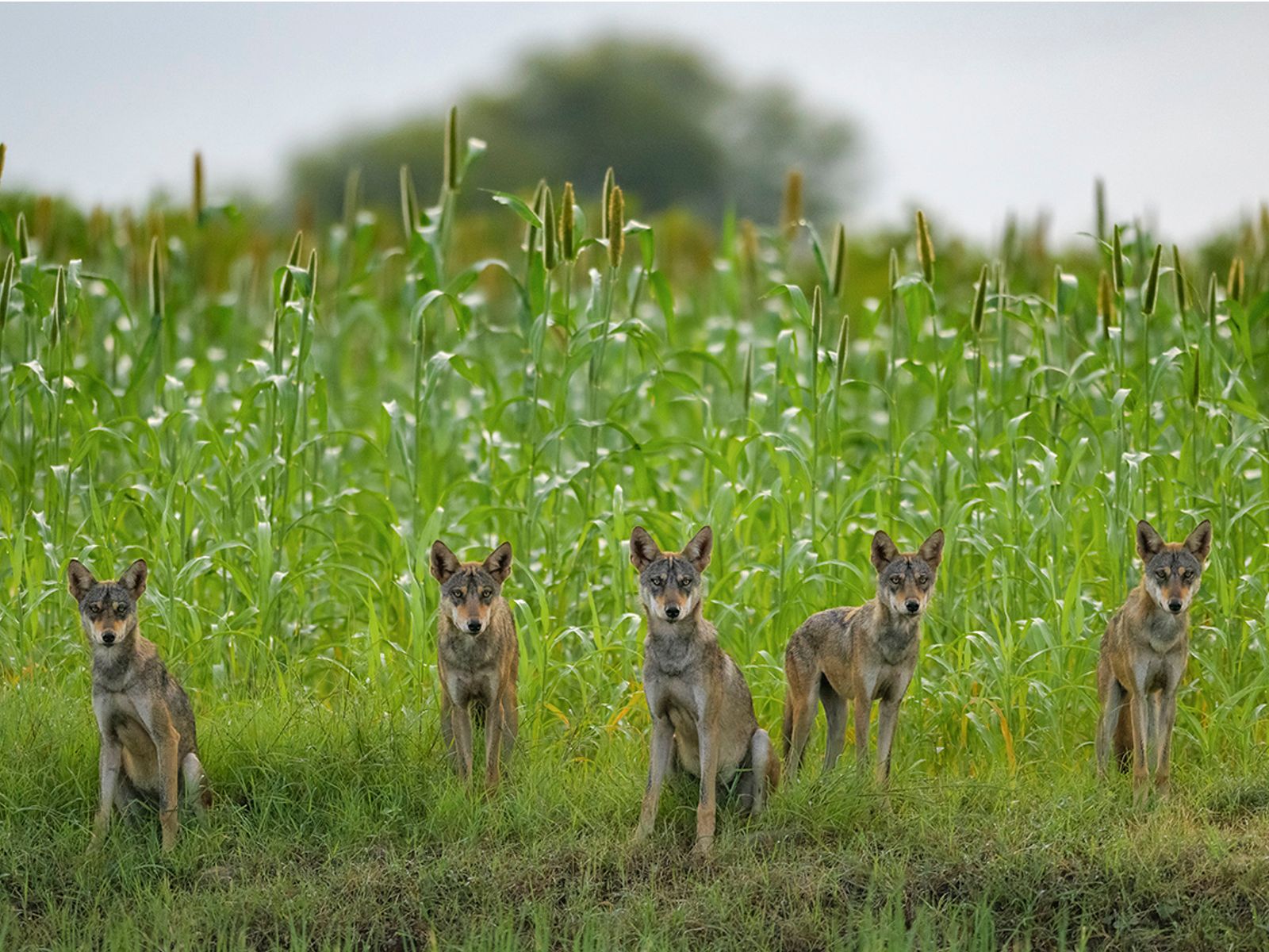 Wildlife photographer people's choice: The 25 shortlisted images | Ents ...