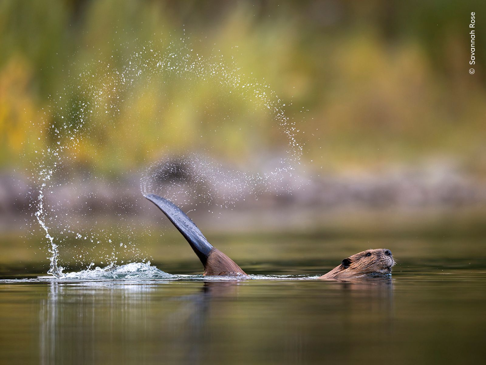 Wildlife photographer people's choice: The 25 shortlisted images | Ents ...