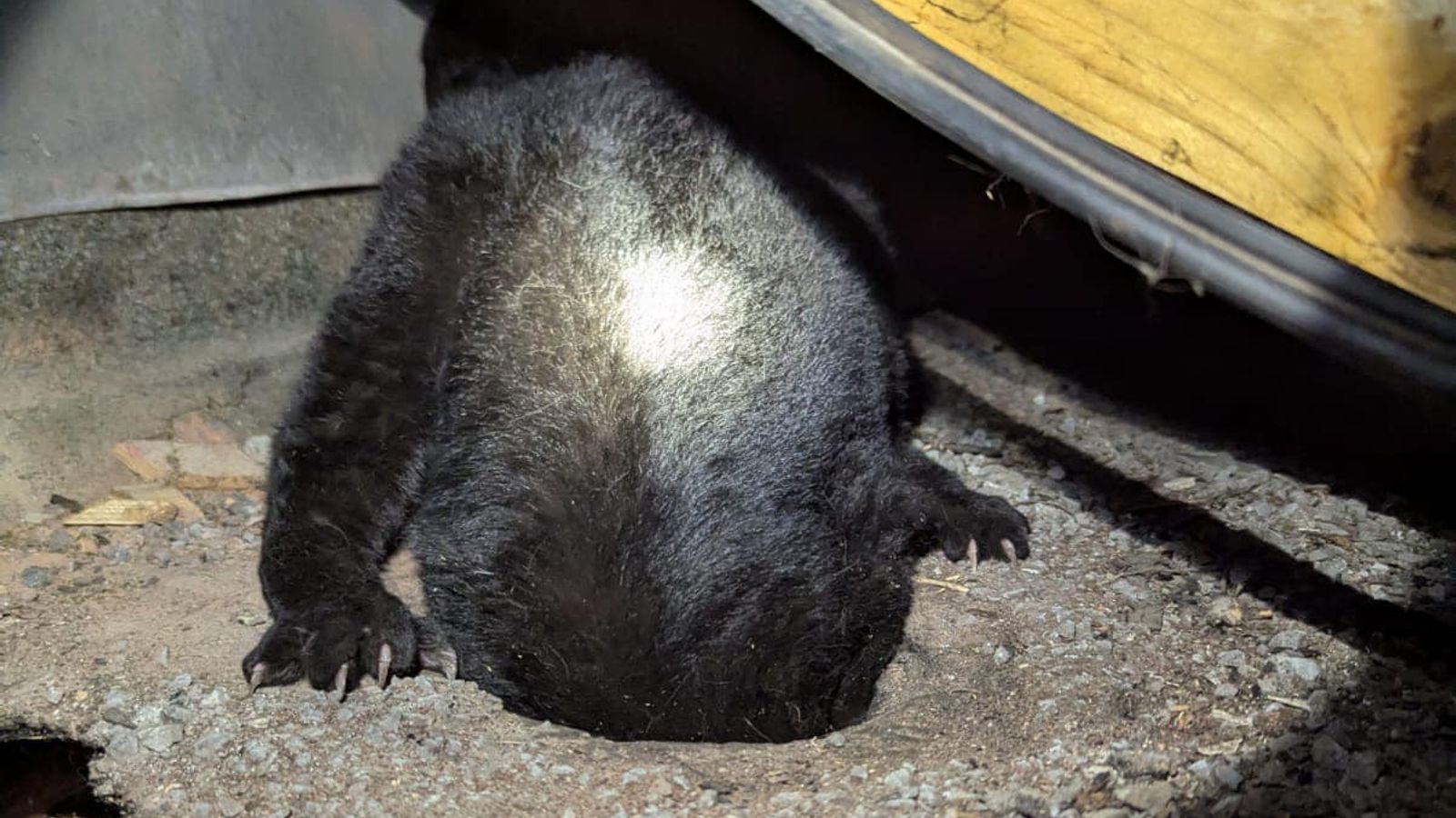 Cat wriggles through drainpipe - but with less-than-purrfect results ...