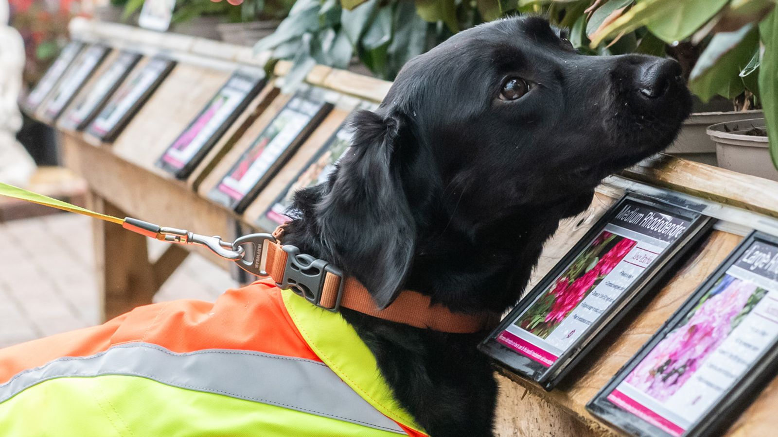 Detective dog sniffs out tree disease in the UK for first time | UK ...