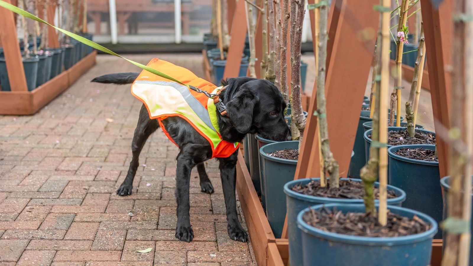 Detective dog sniffs out tree disease in the UK for first time | UK ...