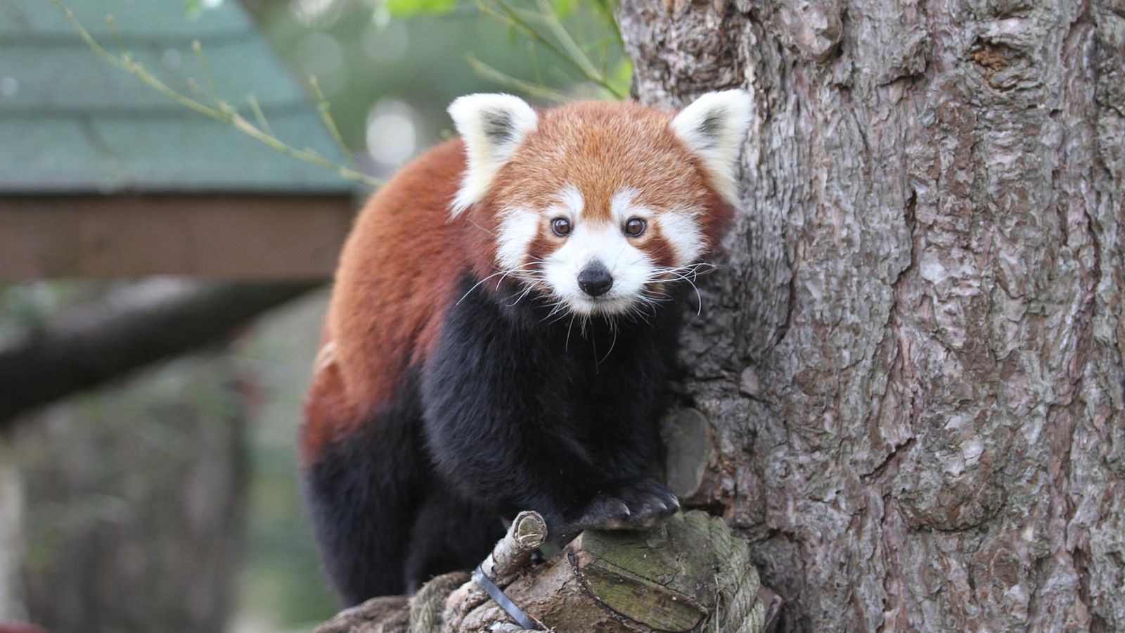 Baby red panda dies in Scotland after choking on vomit as nearby ...