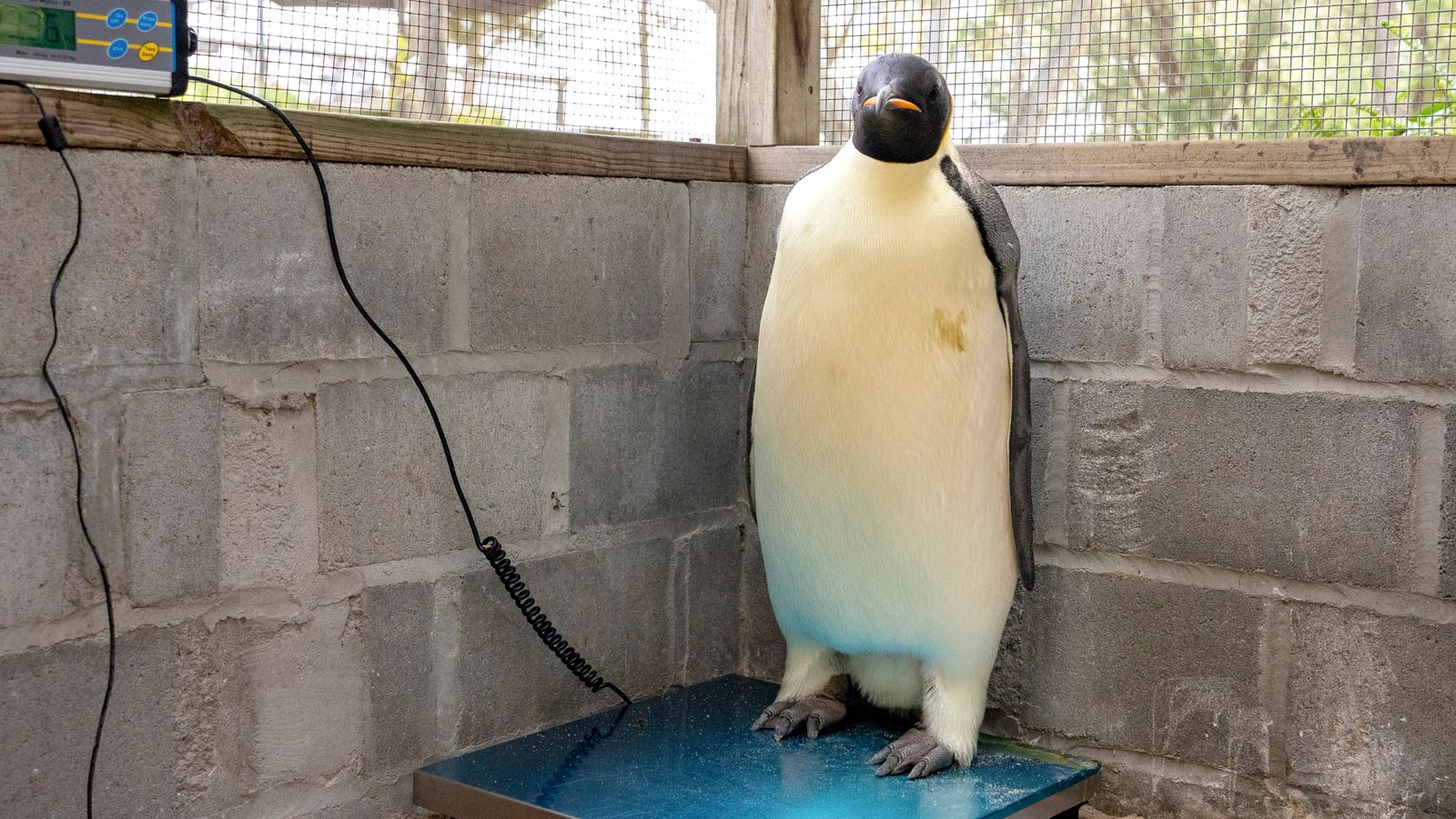 First emperor penguin found in Australia after 2,000-mile journey from ...