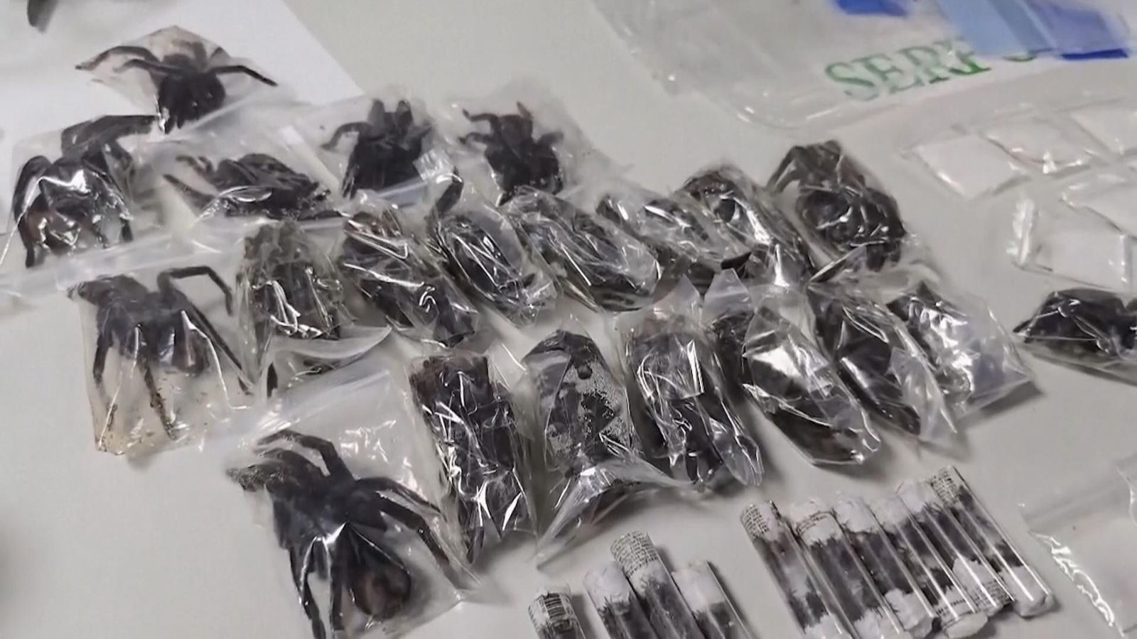Peru: Man held over alleged attempt to smuggle 320 tarantulas out of ...