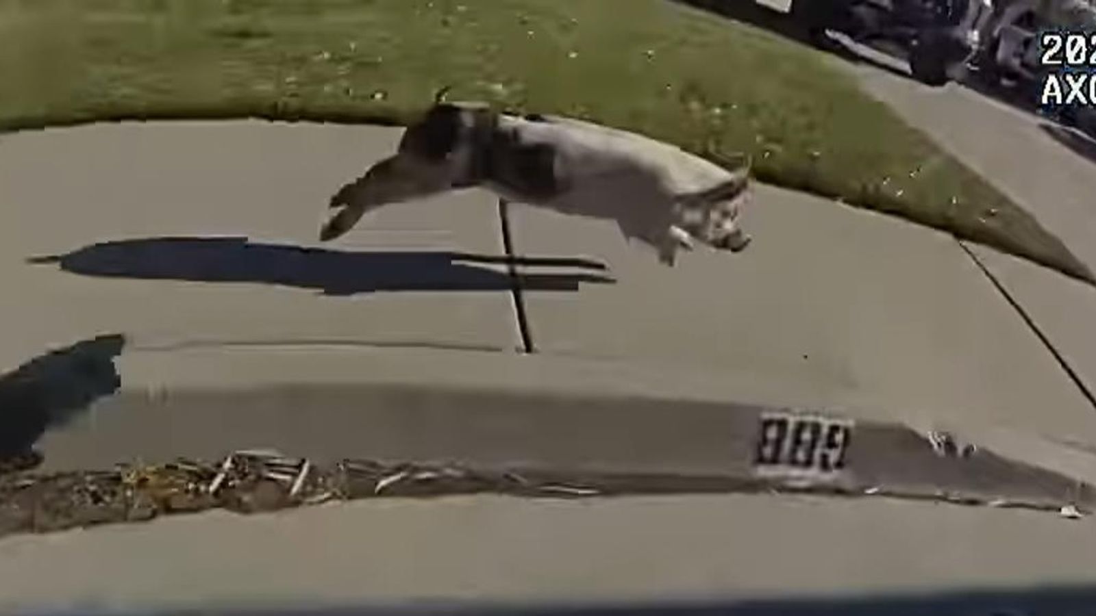 Multiple officers began a chase after a pig escaped its nearby home in ...