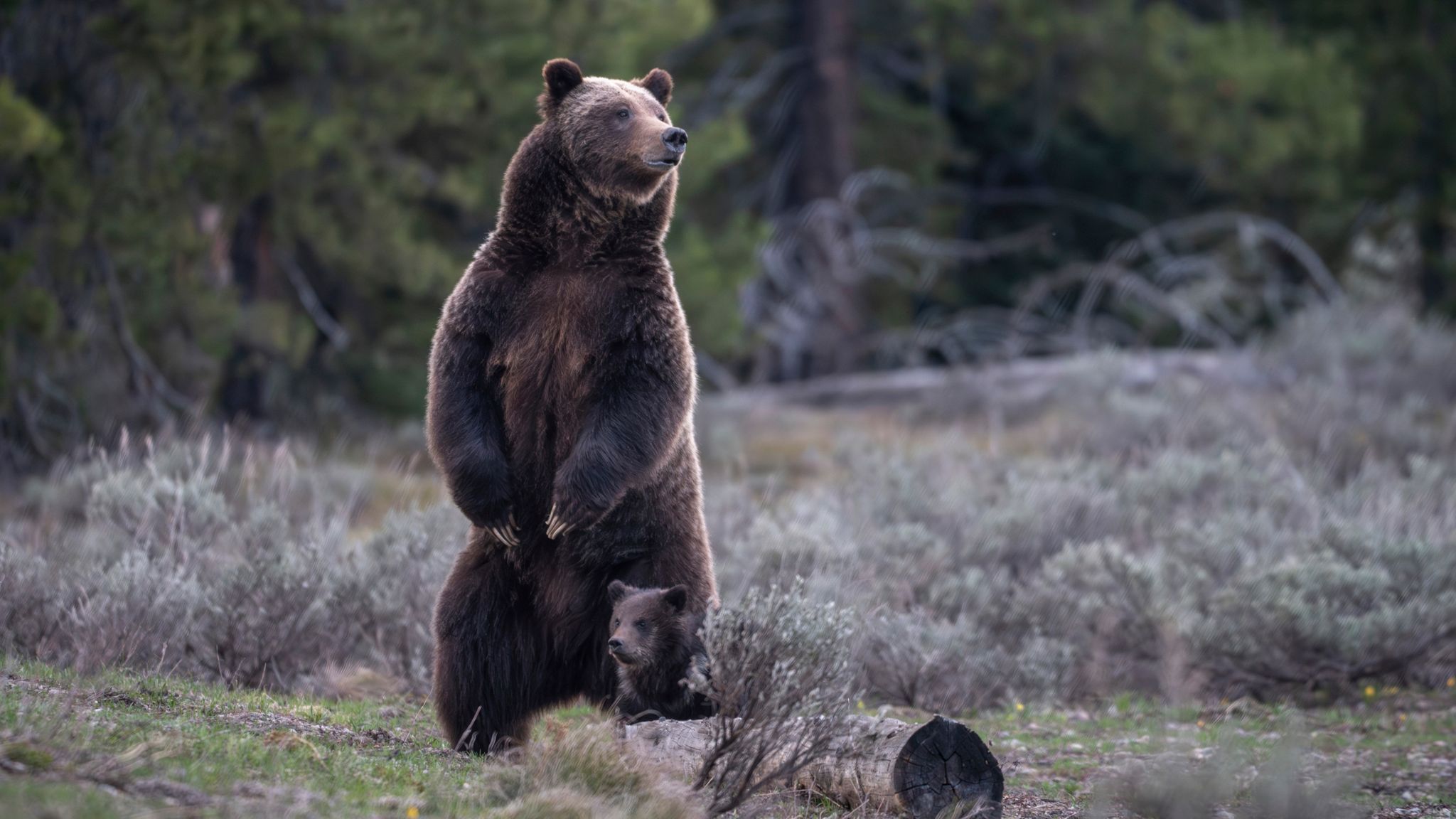 Vigil for beloved Grizzly No. 399 who was killed by a vehicle | US News ...