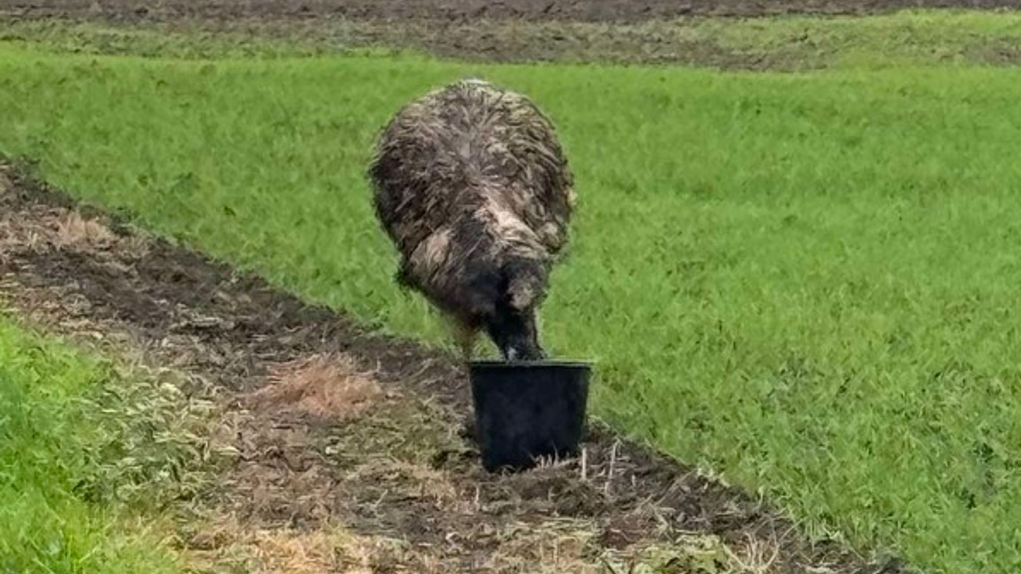 Stop chasing on-the-run emu in your 4x4s, say Lincolnshire police ...