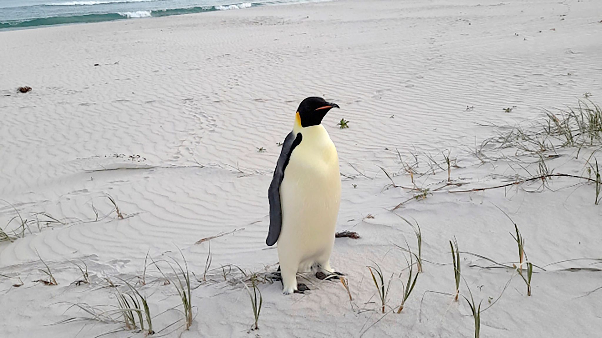 First emperor penguin found in Australia after 2,000-mile journey from ...