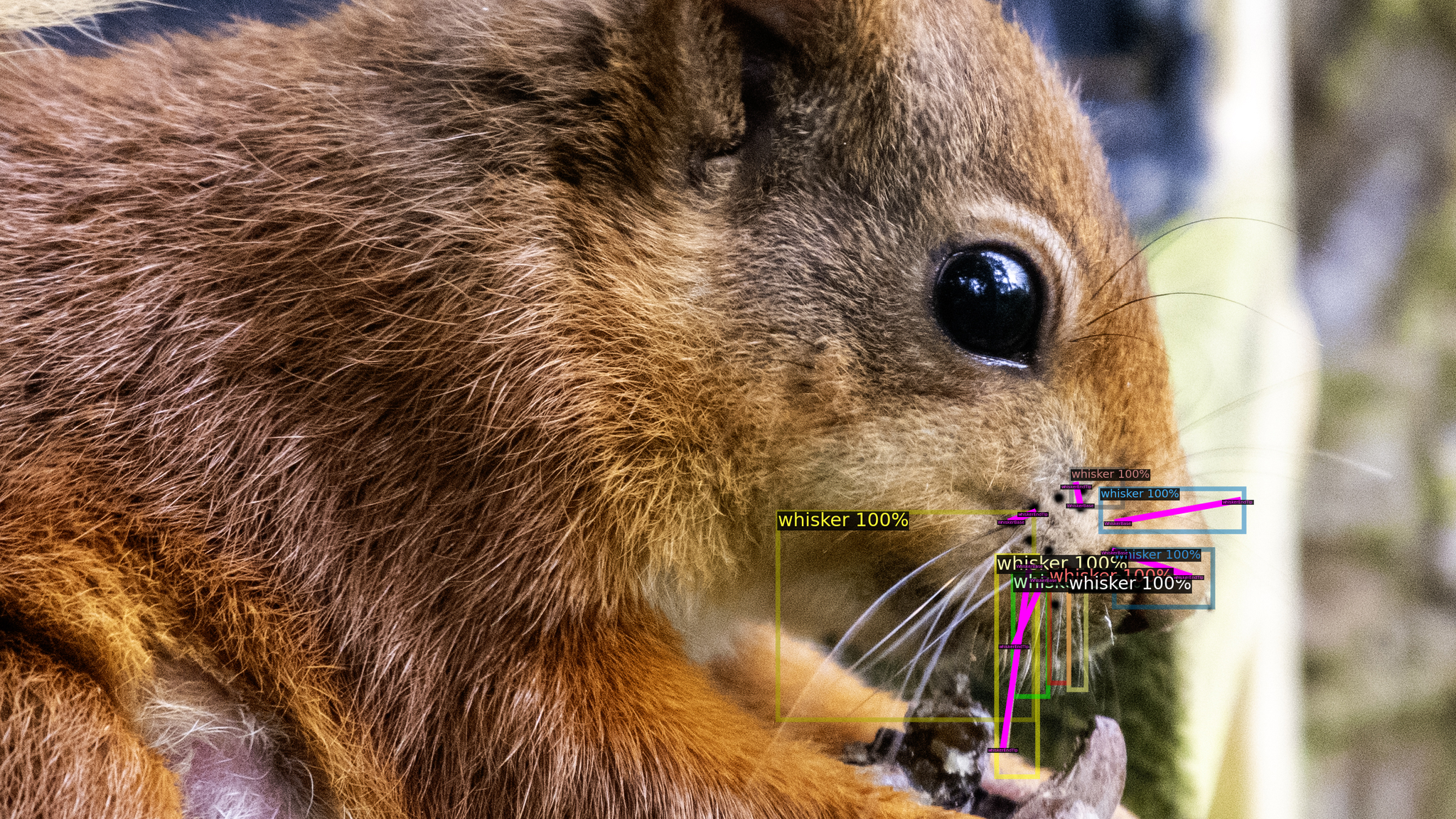 AI squirrel spotter deployed to protect endangered red squirrels | Science, Climate & Tech News ...