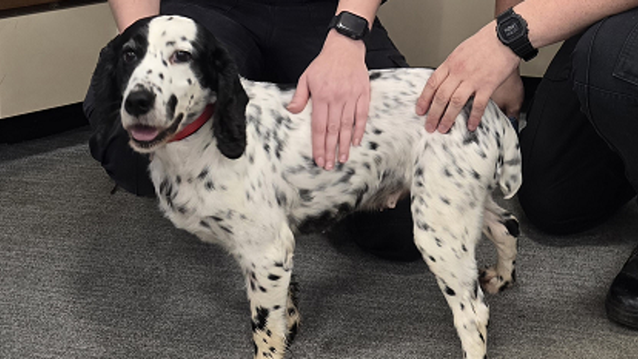 Dog reunited with owner eight years after being stolen | UK News | Sky News